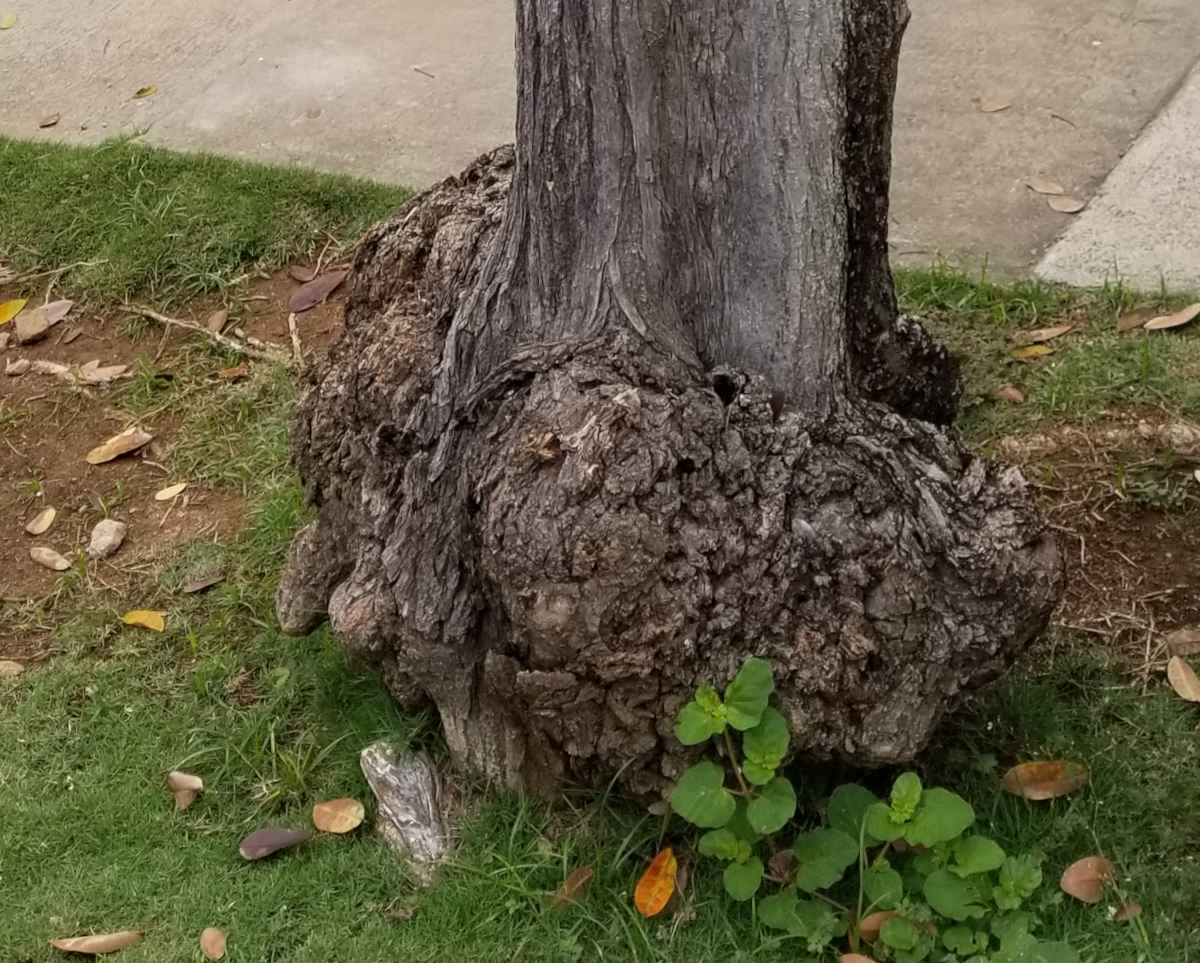 Crown gall, a tumor-like disease infecting trees and shrubs