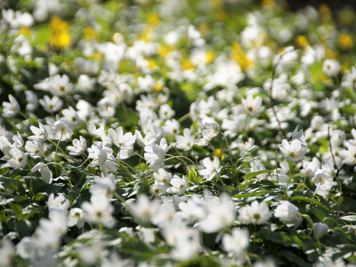 Wood anemone, a planting guide for the soft Anemone nemorosa – Nature ...