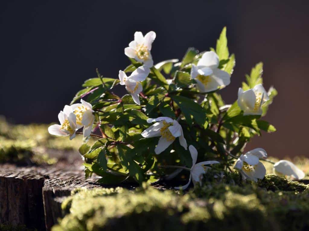 Wood anemone, an enchanting shade flower
