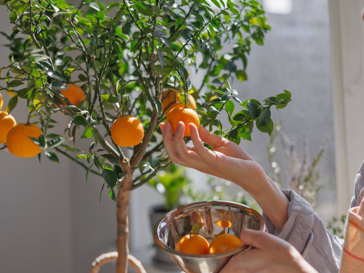 Orange Tree in a container - grow and care for potted orange
