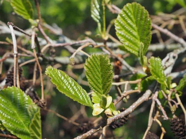 Alder, a tree that favors soggy wet soil, planting and care