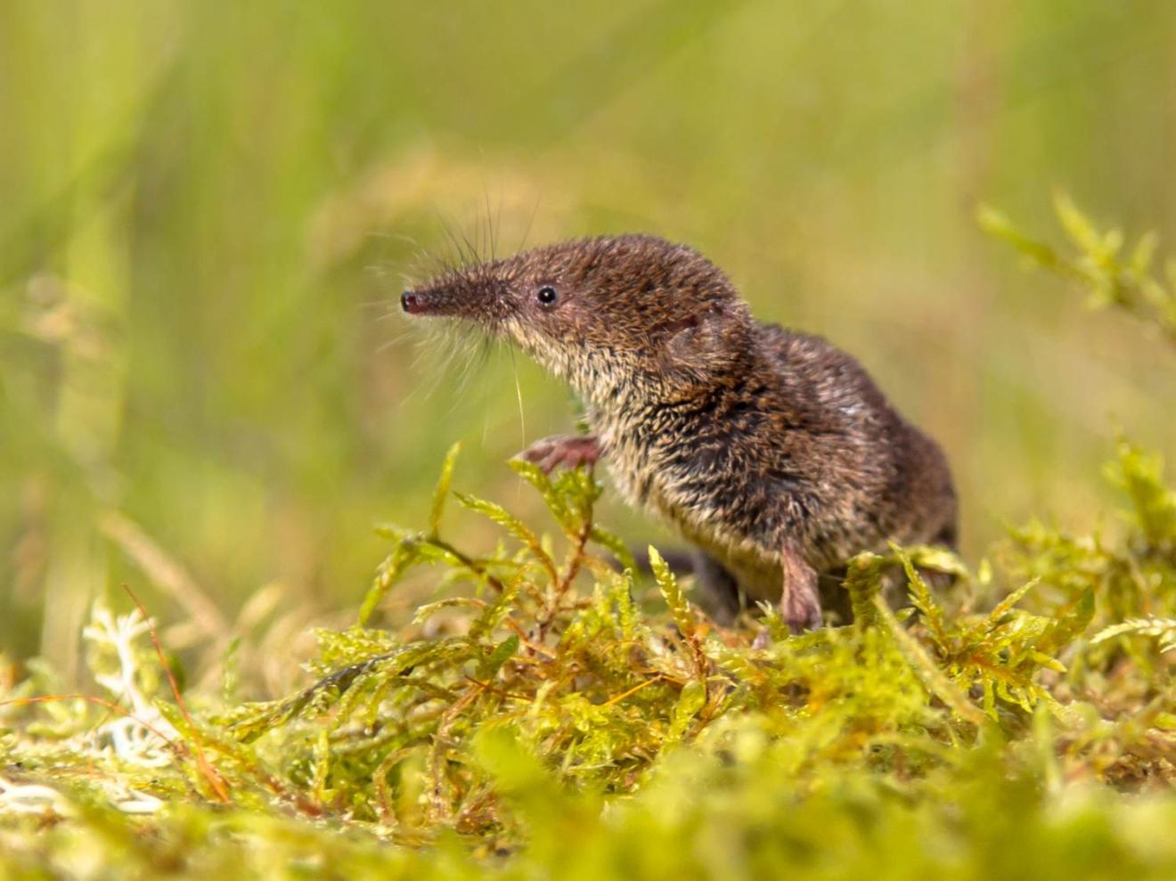 Shrew, a long-snout rodent that helps a lot in the garde