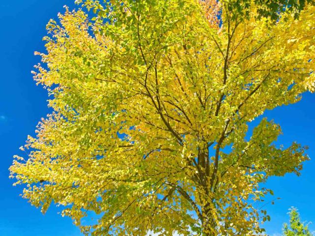 Katsura tree : Growing and Care