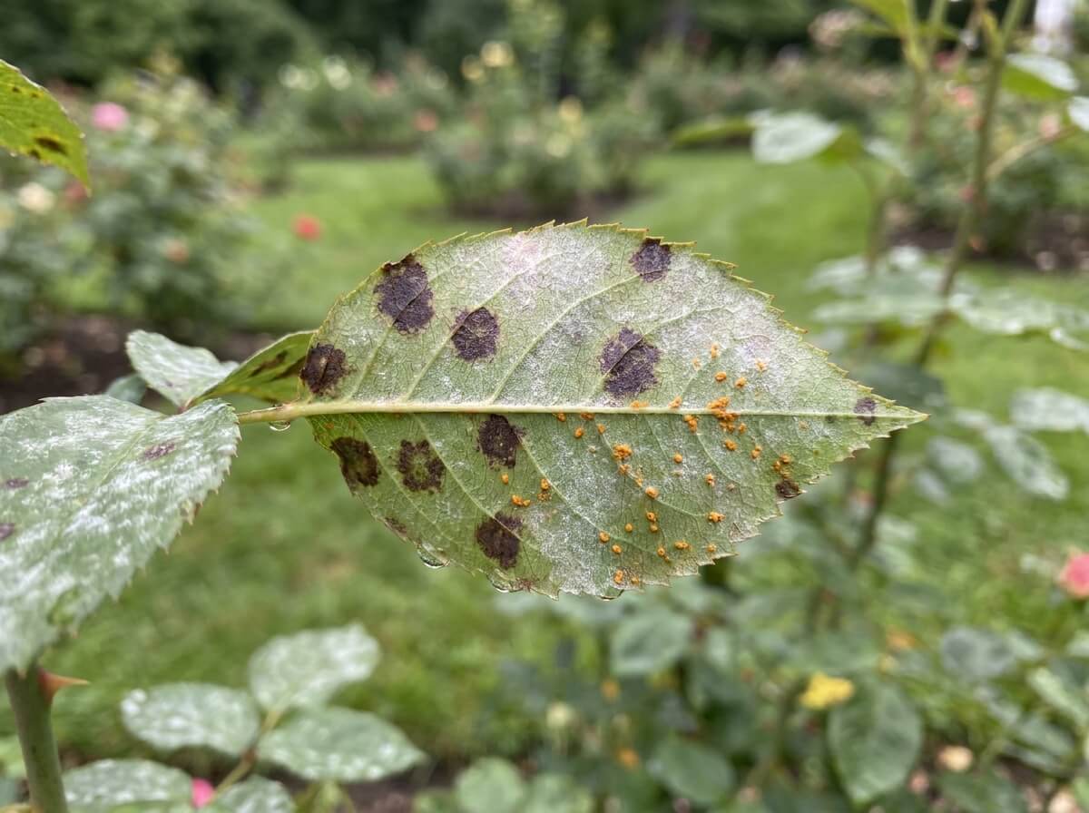 Rose Diseases in Summer: Spots, Rust & Mildew